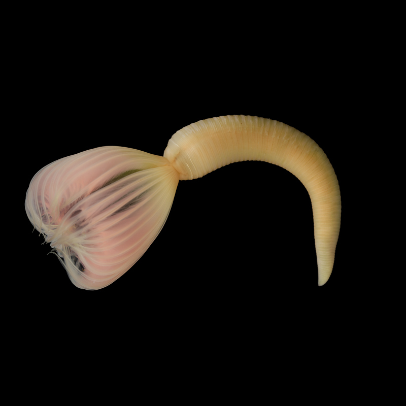 Artfakta från SLU Artdatabanken