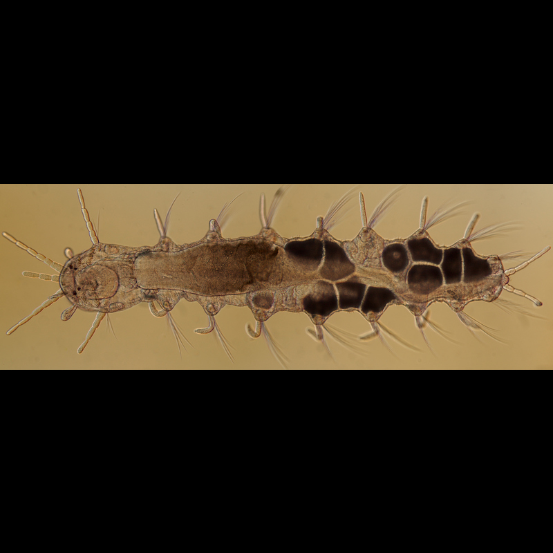 Artfakta från SLU Artdatabanken