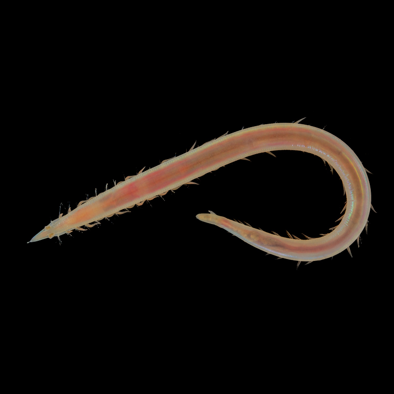 Artfakta från SLU Artdatabanken