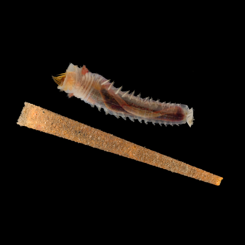 Artfakta från SLU Artdatabanken