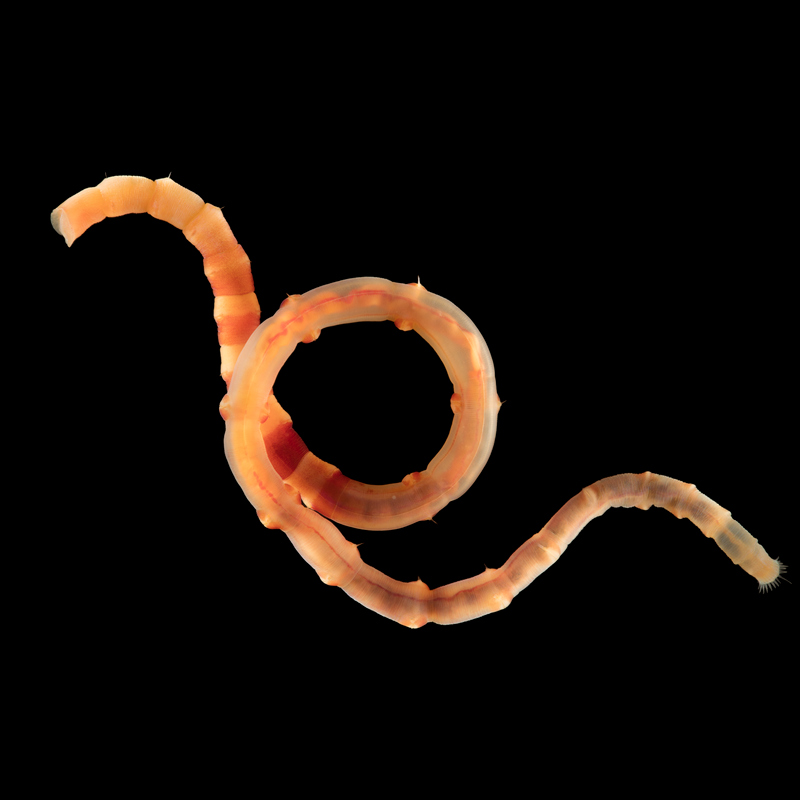 Artfakta från SLU Artdatabanken