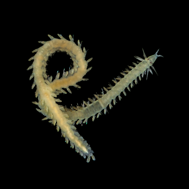 Artfakta från SLU Artdatabanken