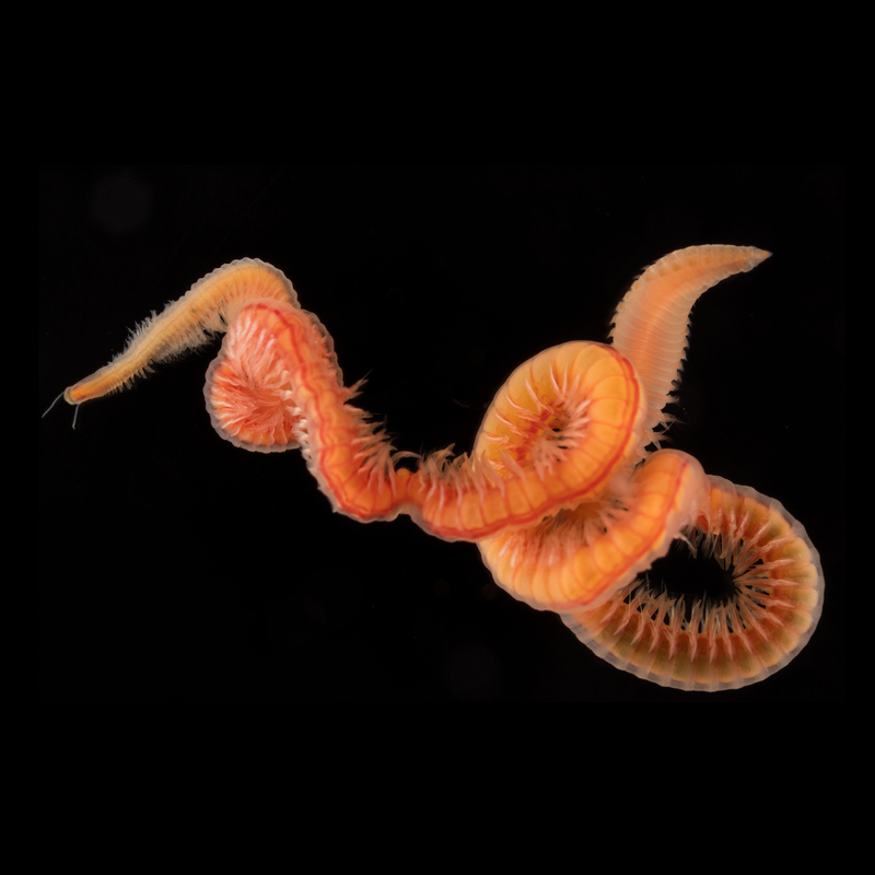 Artfakta från SLU Artdatabanken