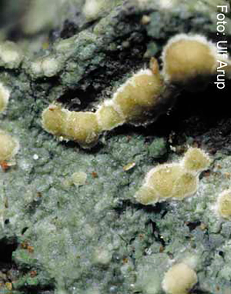 Artfakta från SLU Artdatabanken