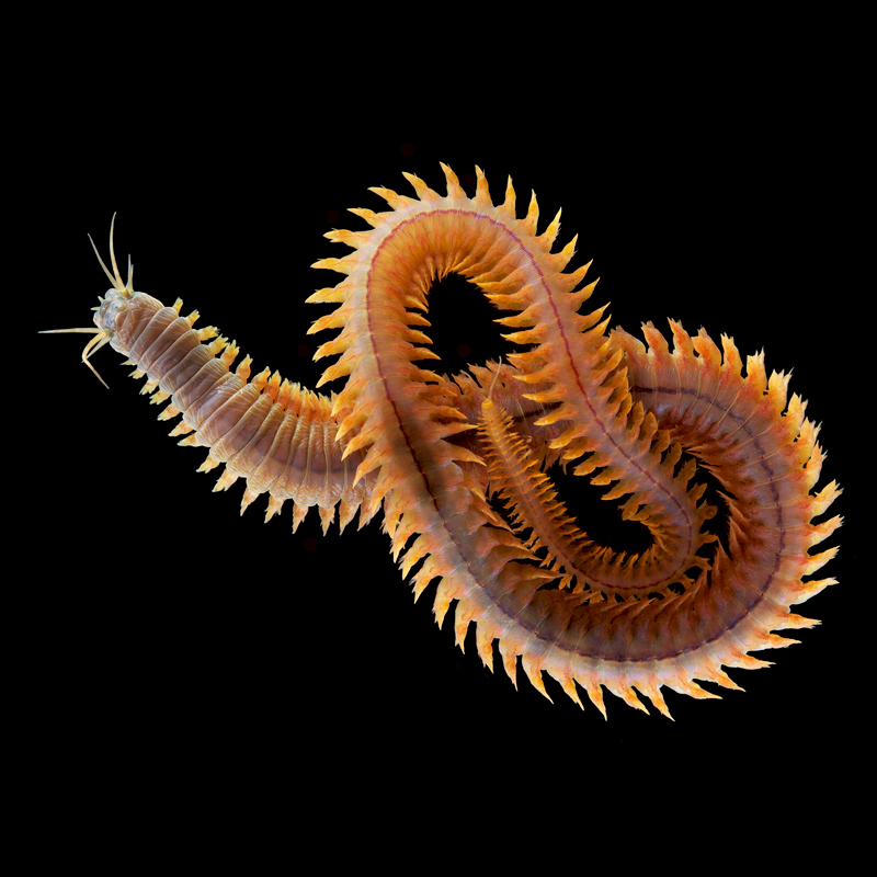 Artfakta från SLU Artdatabanken