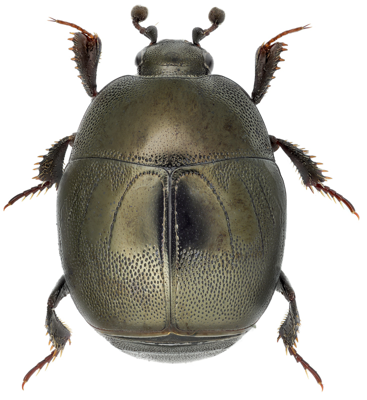 Artfakta från SLU Artdatabanken