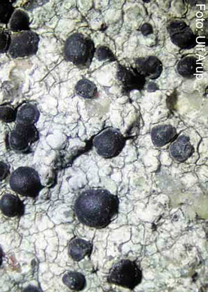 Artfakta från SLU Artdatabanken