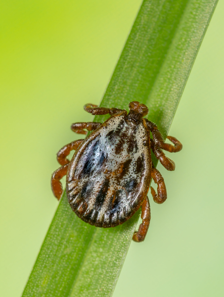 Artfakta från SLU Artdatabanken