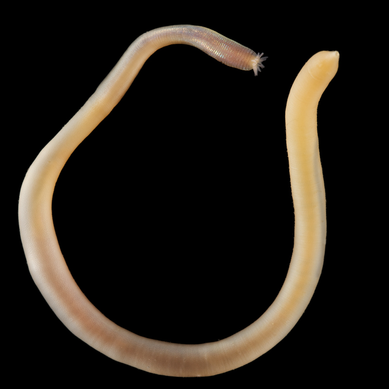 Artfakta från SLU Artdatabanken