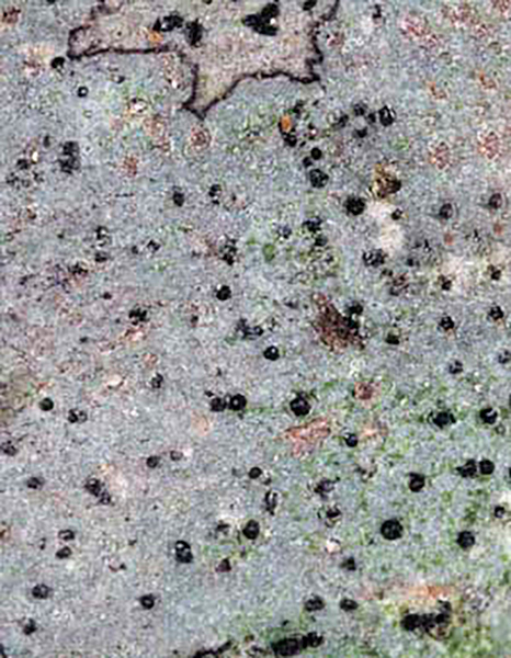 Artfakta från SLU Artdatabanken