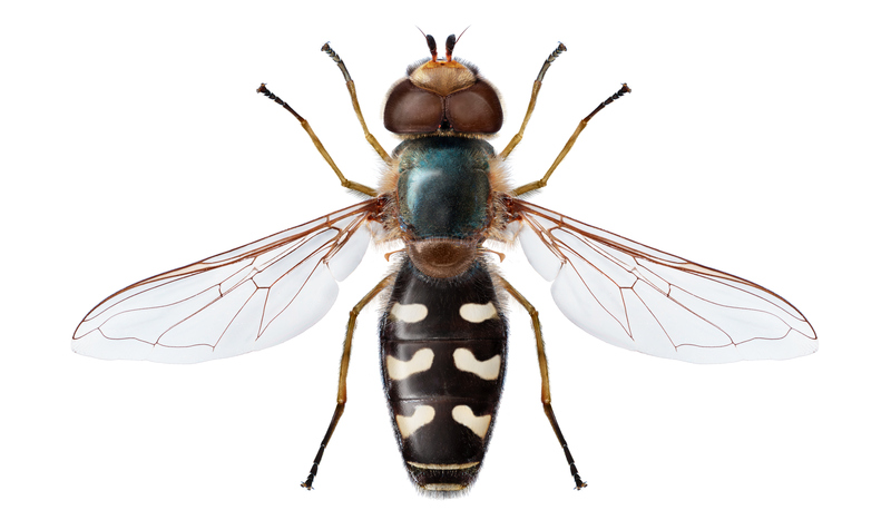 Artfakta från SLU Artdatabanken