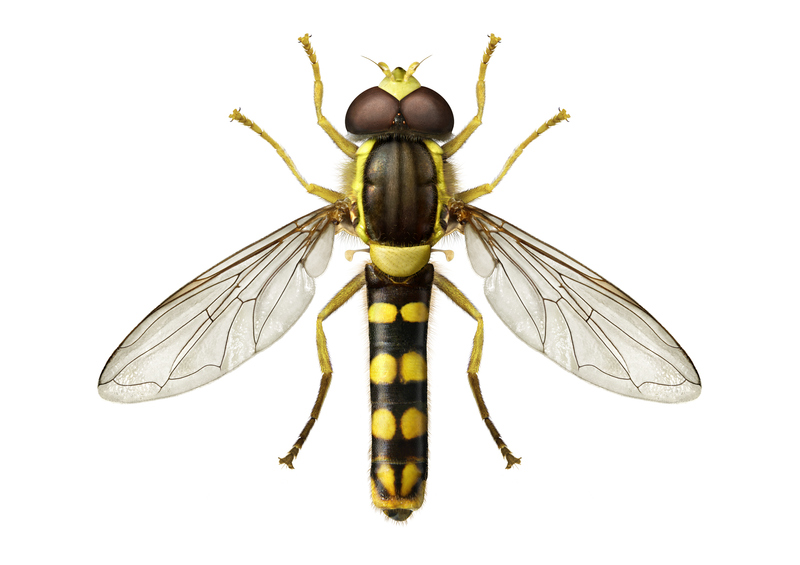 Artfakta från SLU Artdatabanken