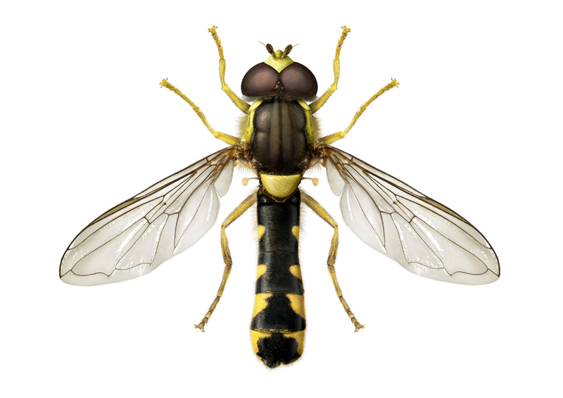 Artfakta från SLU Artdatabanken