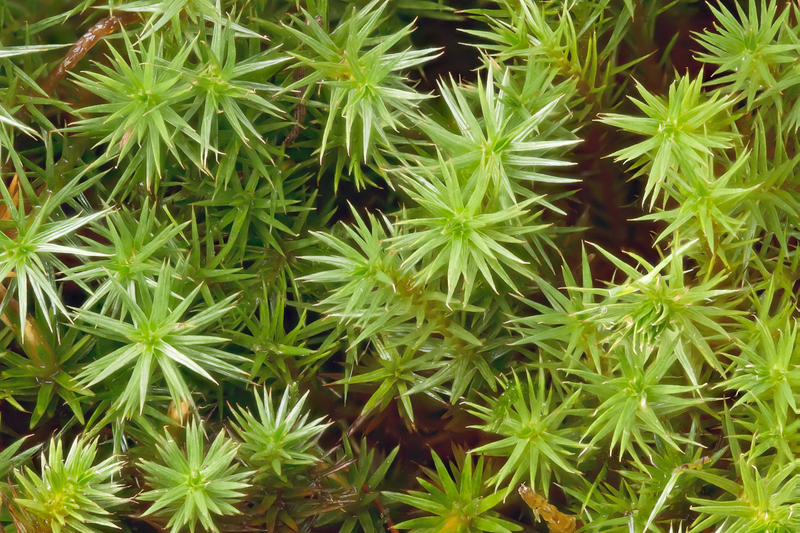 Artfakta från SLU Artdatabanken