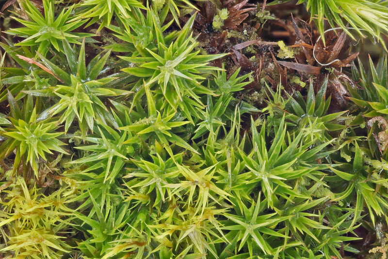 Artfakta från SLU Artdatabanken