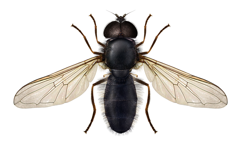 Artfakta från SLU Artdatabanken