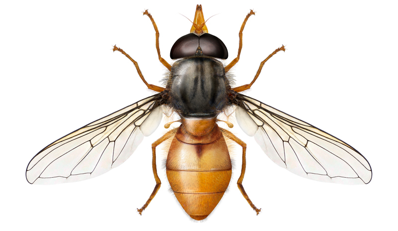 Artfakta från SLU Artdatabanken