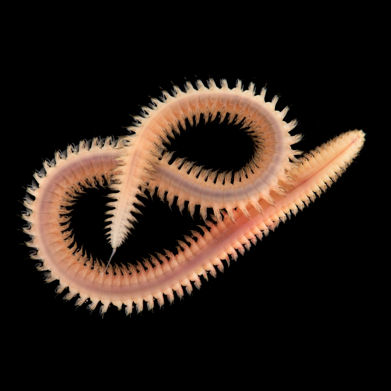 Artfakta från SLU Artdatabanken