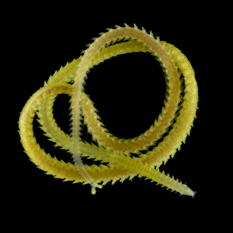 Artfakta från SLU Artdatabanken