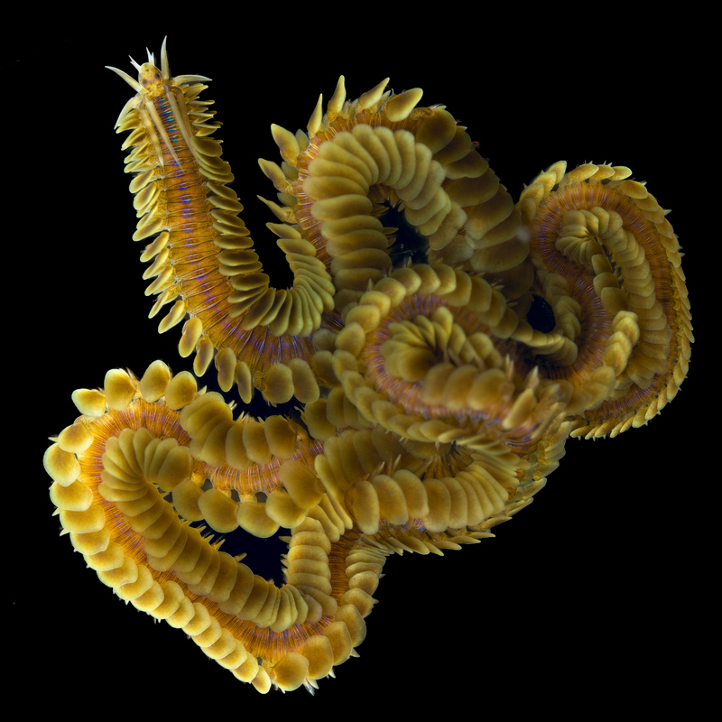 Artfakta från SLU Artdatabanken