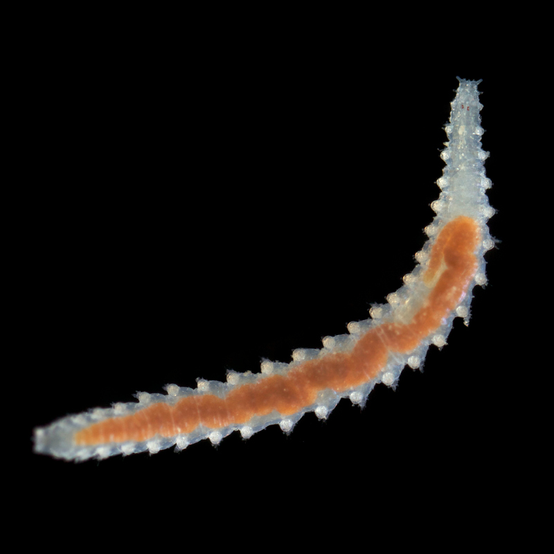 Artfakta från SLU Artdatabanken