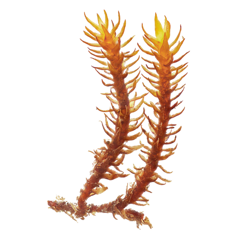 Artfakta från SLU Artdatabanken