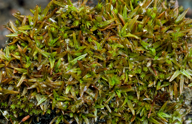 Artfakta från SLU Artdatabanken