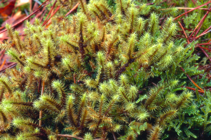 Artfakta från SLU Artdatabanken