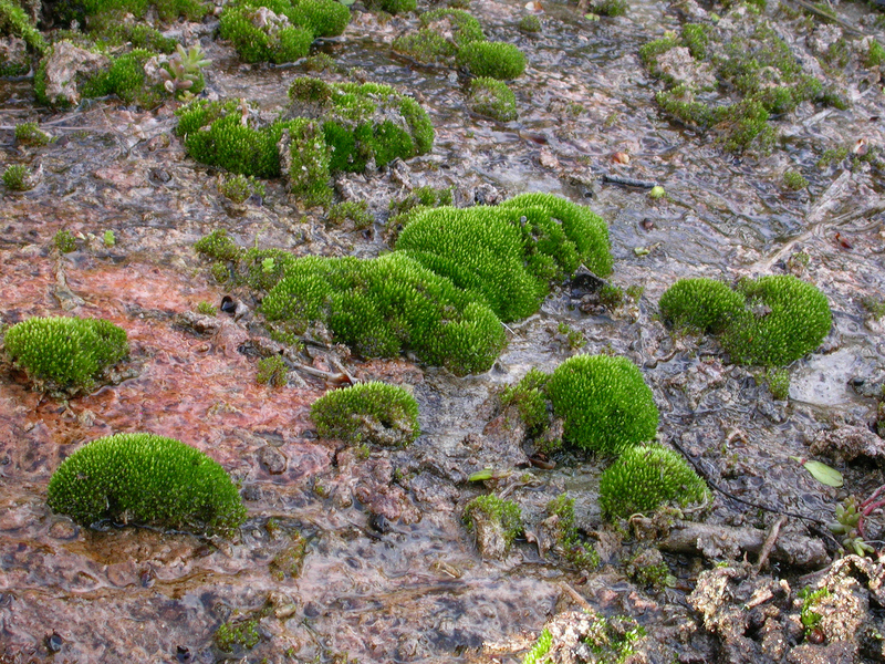 Artfakta från SLU Artdatabanken