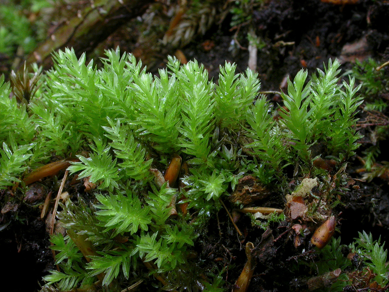 Artfakta från SLU Artdatabanken