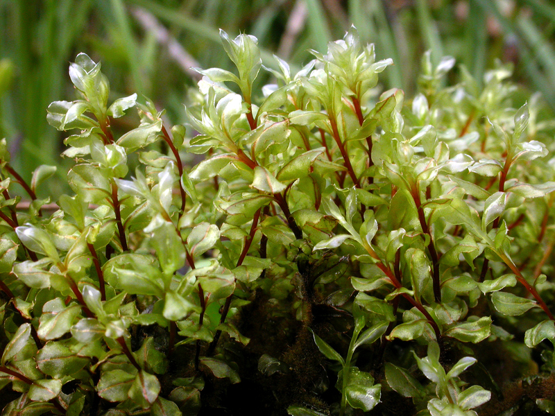 Artfakta från SLU Artdatabanken