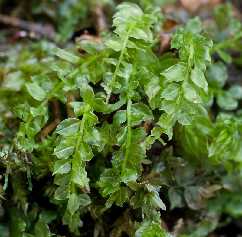 Artfakta från SLU Artdatabanken