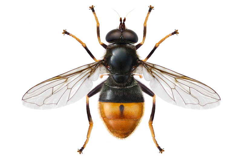 Artfakta från SLU Artdatabanken