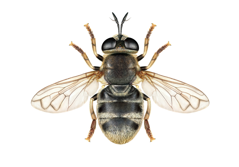 Artfakta från SLU Artdatabanken