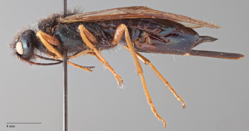 Artfakta från SLU Artdatabanken