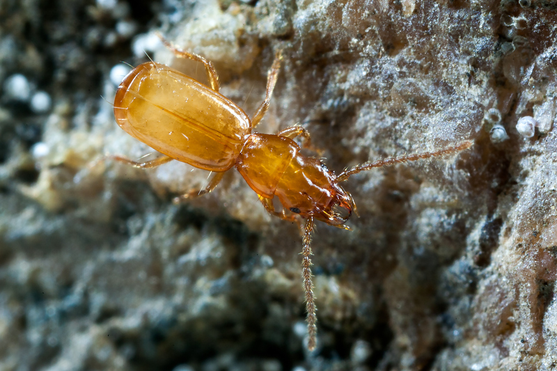 Artfakta från SLU Artdatabanken