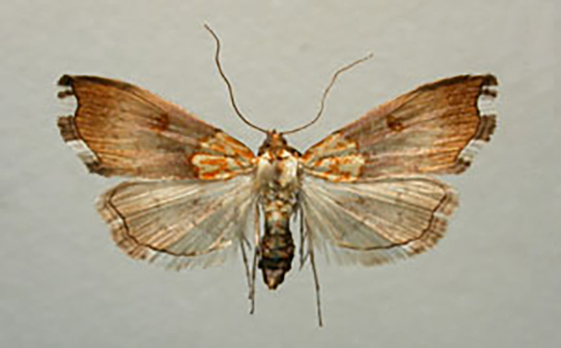 Artfakta från SLU Artdatabanken