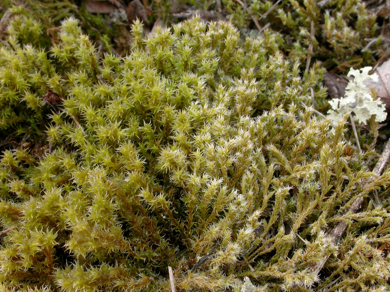 Artfakta från SLU Artdatabanken