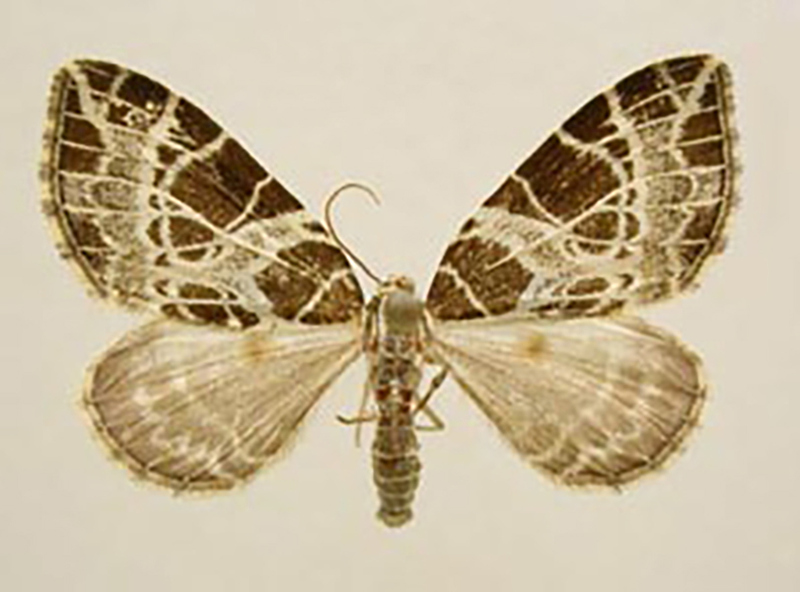 Artfakta från SLU Artdatabanken