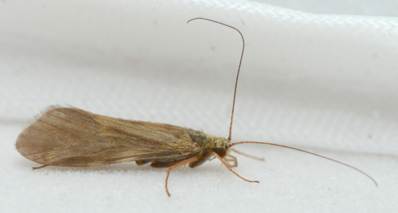 Artfakta från SLU Artdatabanken