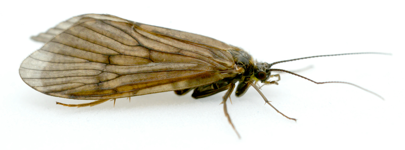 Artfakta från SLU Artdatabanken