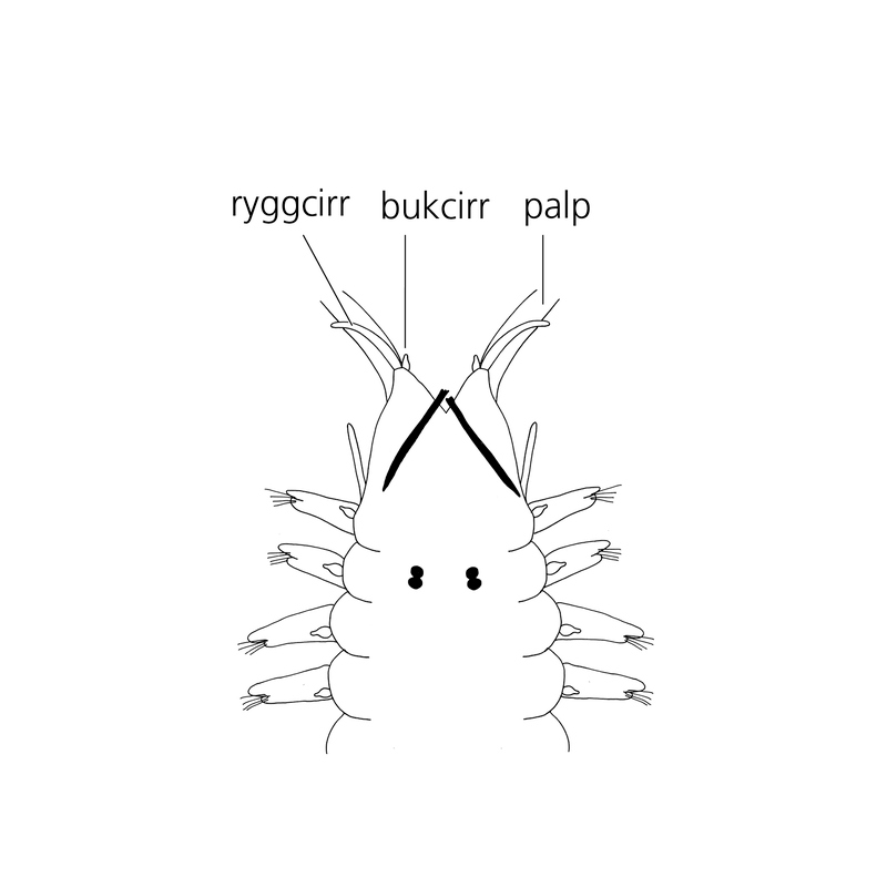 Artfakta från SLU Artdatabanken