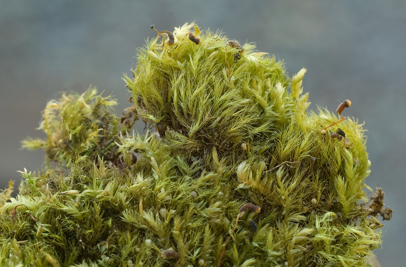 Artfakta från SLU Artdatabanken