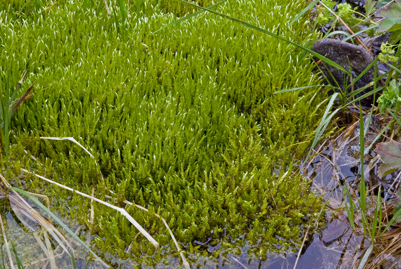 Artfakta från SLU Artdatabanken