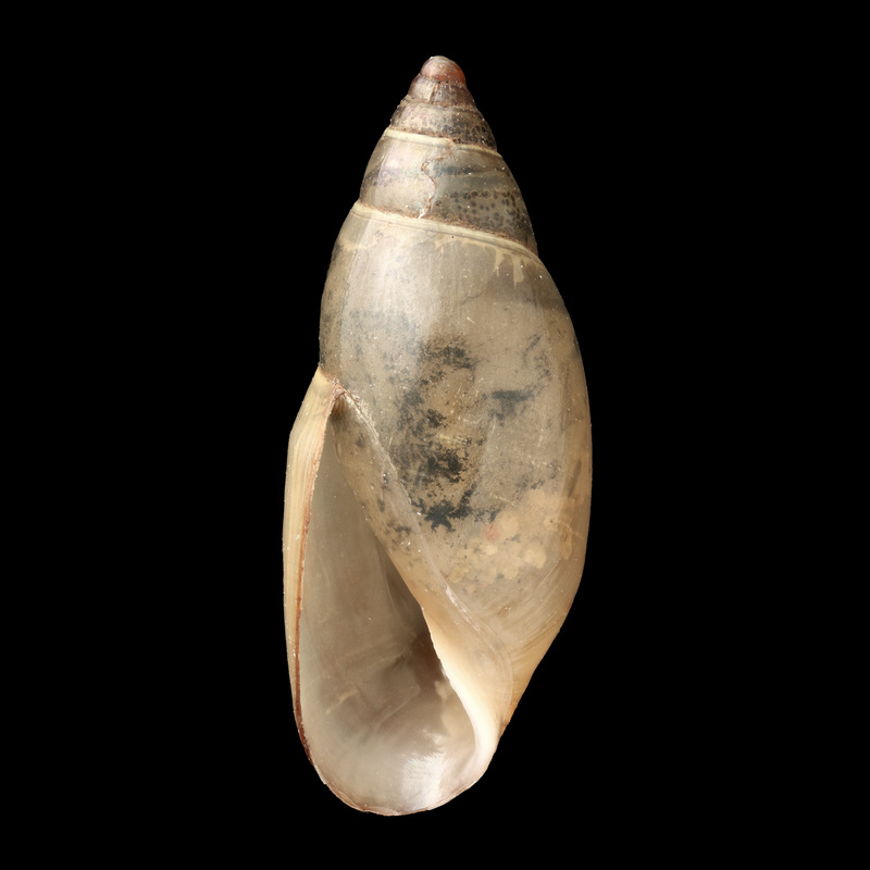 Artfakta från SLU Artdatabanken