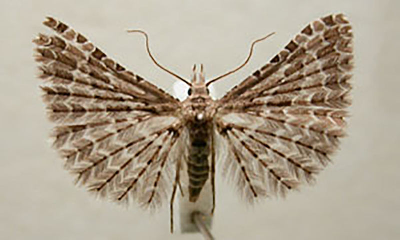 Artfakta från SLU Artdatabanken