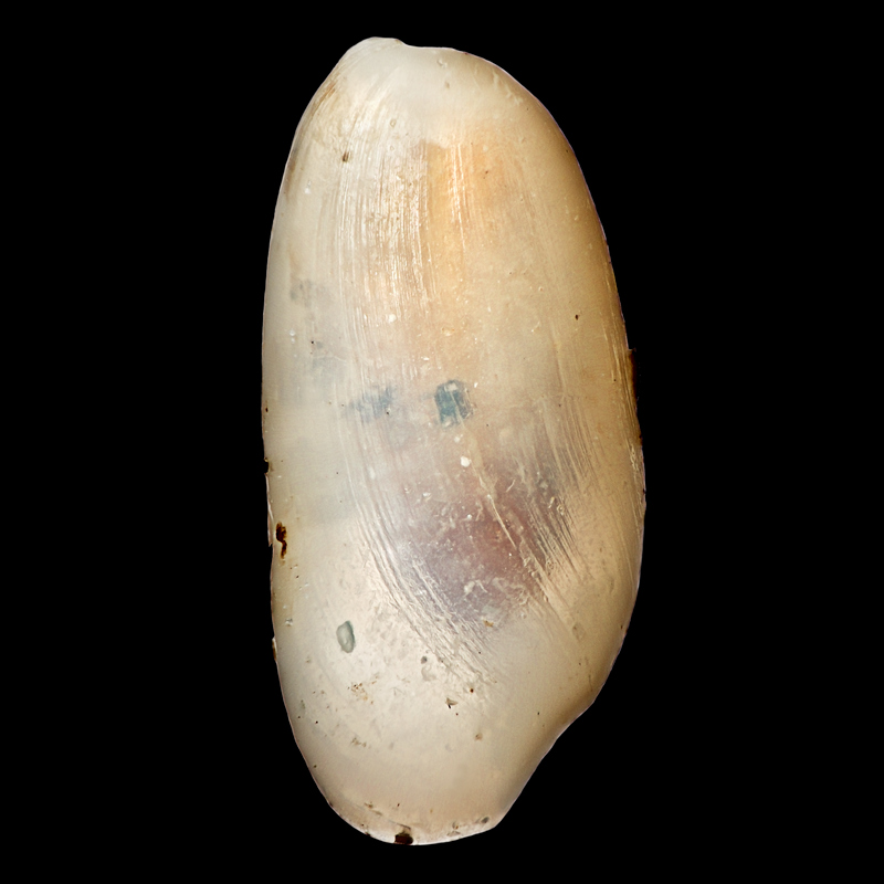 Artfakta från SLU Artdatabanken