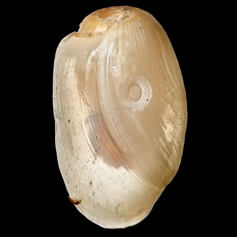 Artfakta från SLU Artdatabanken