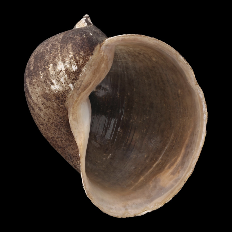 Artfakta från SLU Artdatabanken