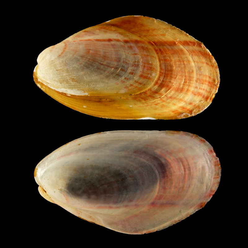 Artfakta från SLU Artdatabanken